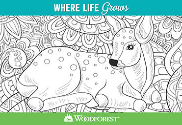 Woodforest Coloring Pages